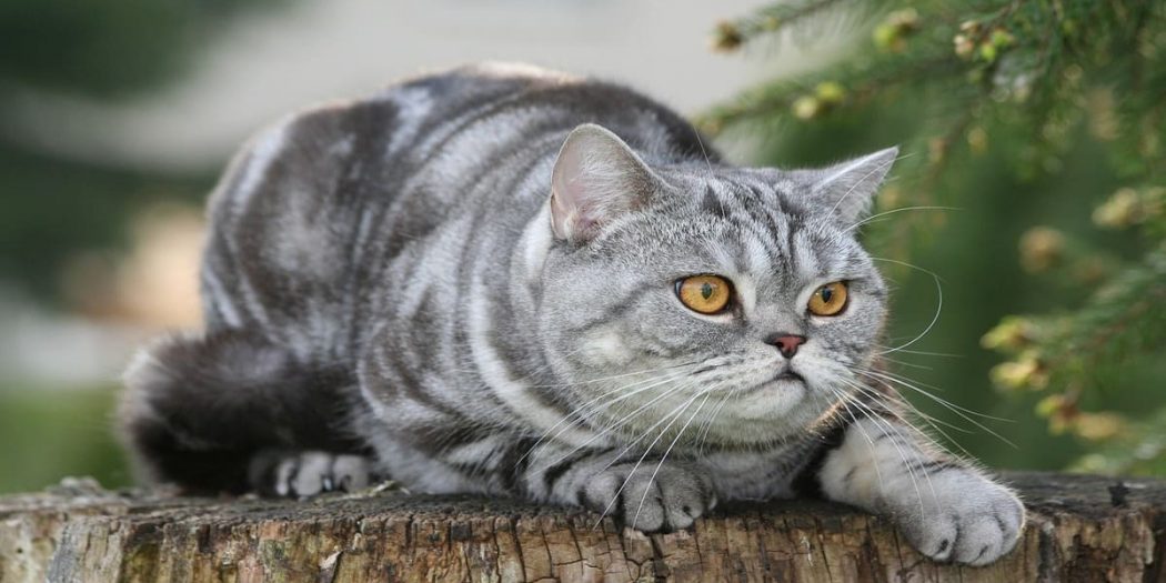 Iklan Kemasan Kucing Whiskas Jenis Apa? Berikut Karakteristik